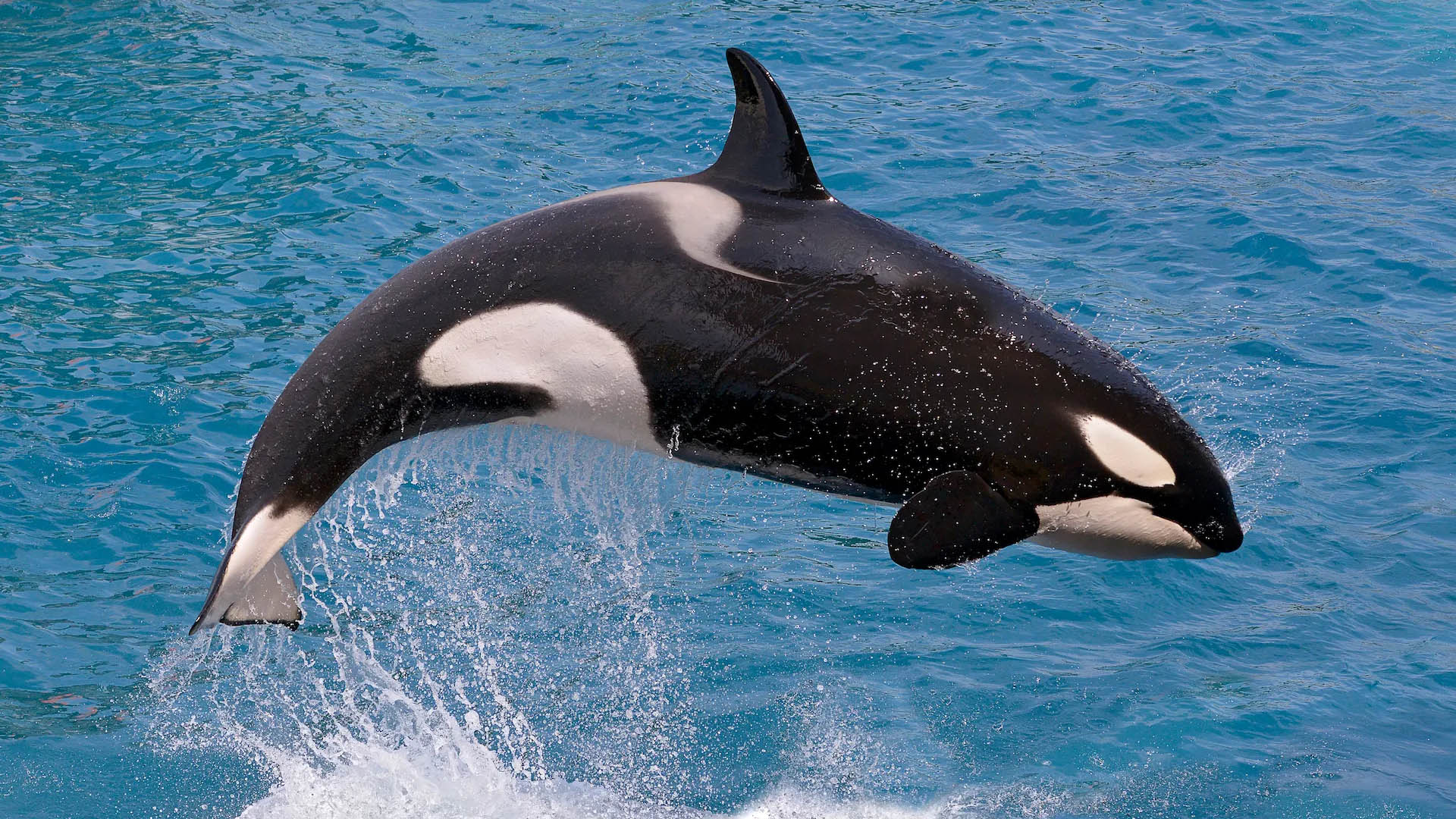 HBO anuncia série documental sobre Keiko, a orca de Free Willy - Black&CO